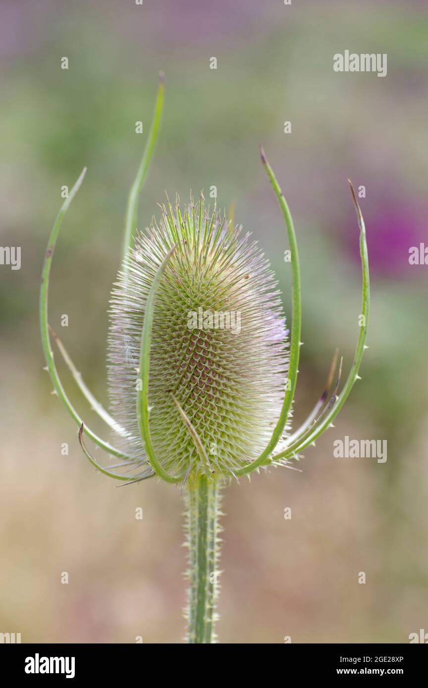 Teazel plant hi-res stock photography and images - Alamy