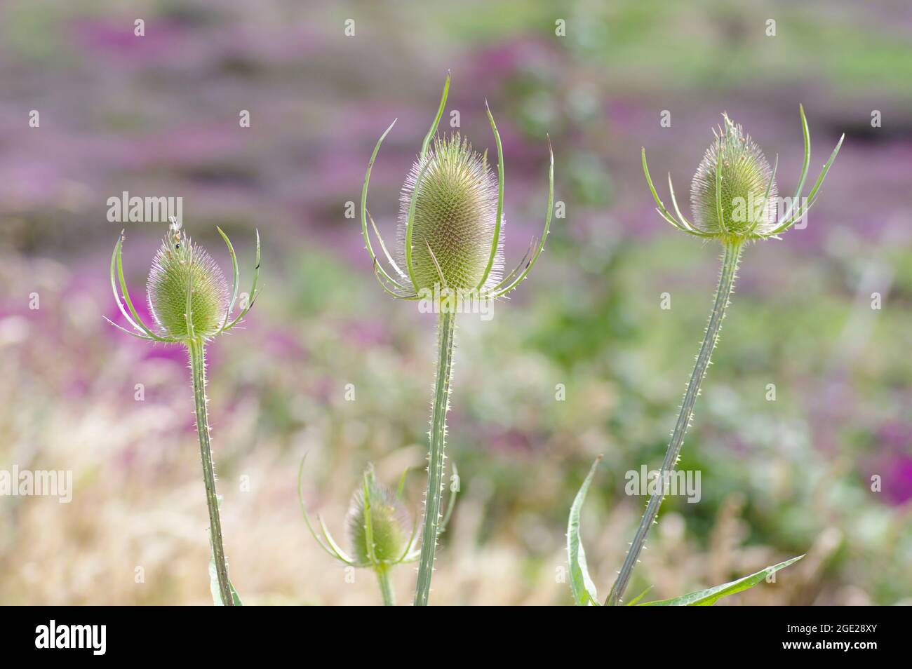 Common Teasel Plant Stock Photo - Alamy