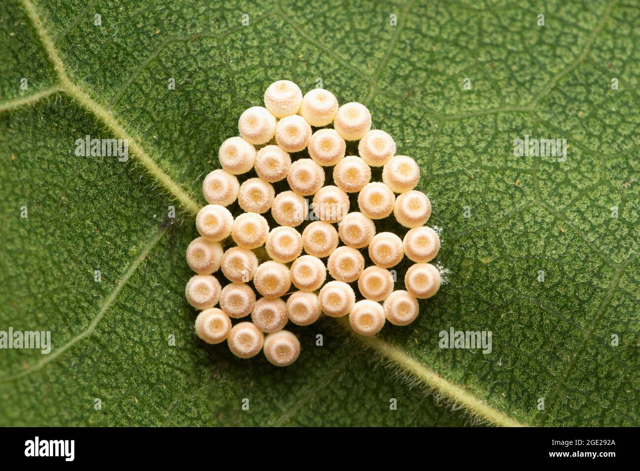 Pentatomidae eggs hi-res stock photography and images - Alamy