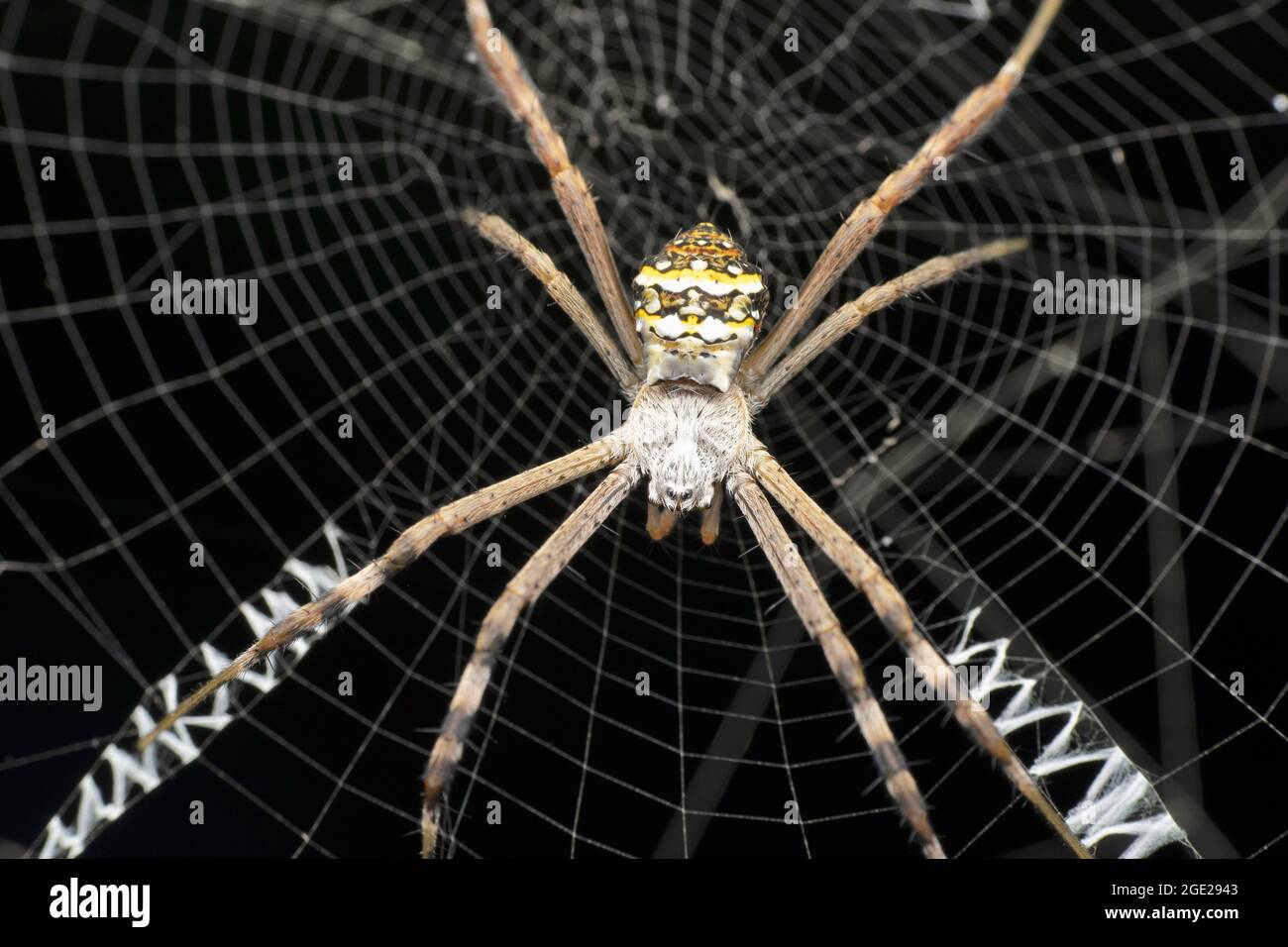 Signature spider closeup, Argiope anasuja, Satara, Maharashtra, India ...