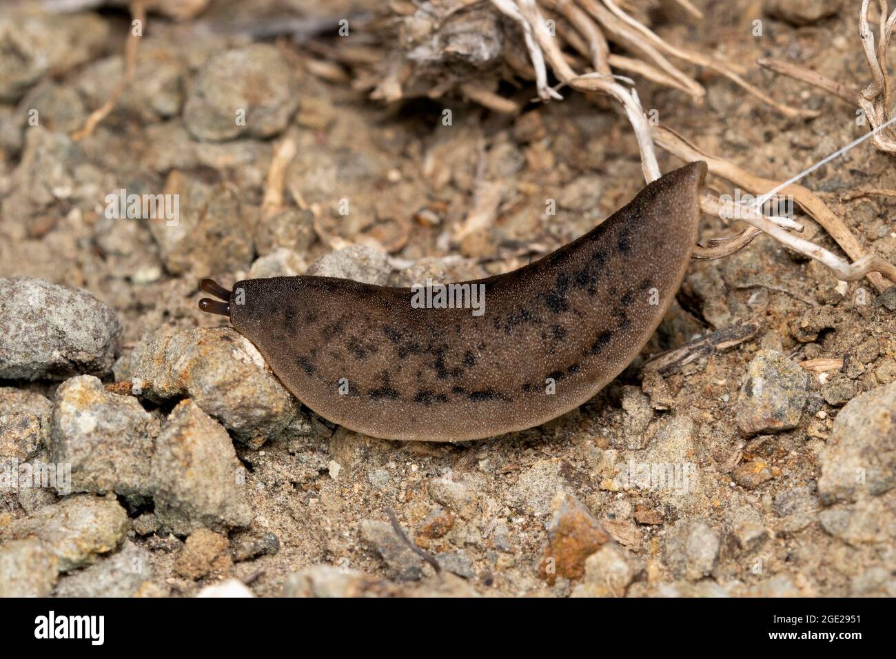 Tropical leatherleaf slug, Laevicaulis alte, Satara, Maharashtra, India ...