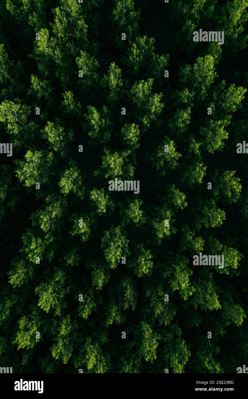 Green forest from above, aerial drone photography of deciduous treetops ...