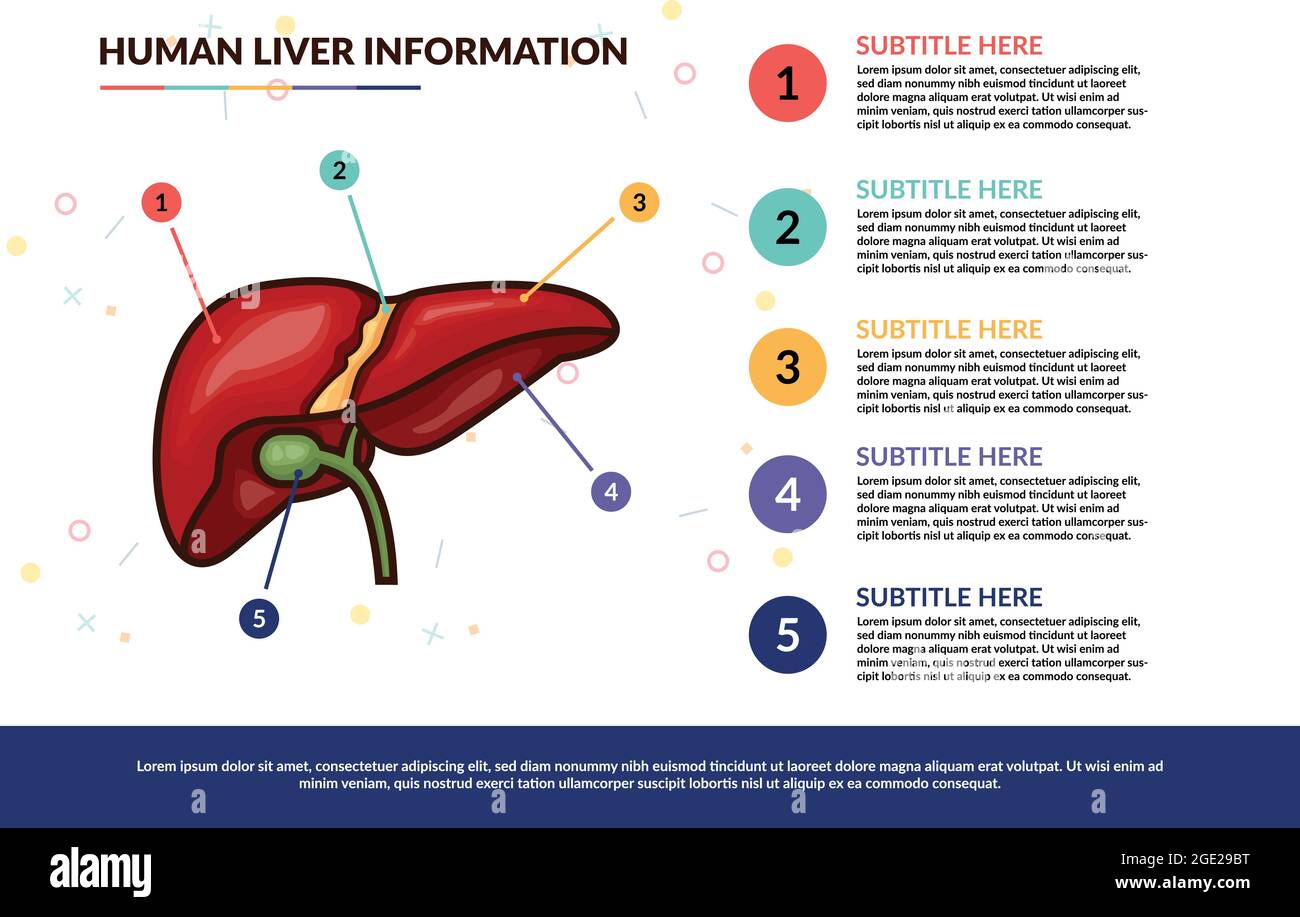 human liver infographic vector template concept with text of various ...