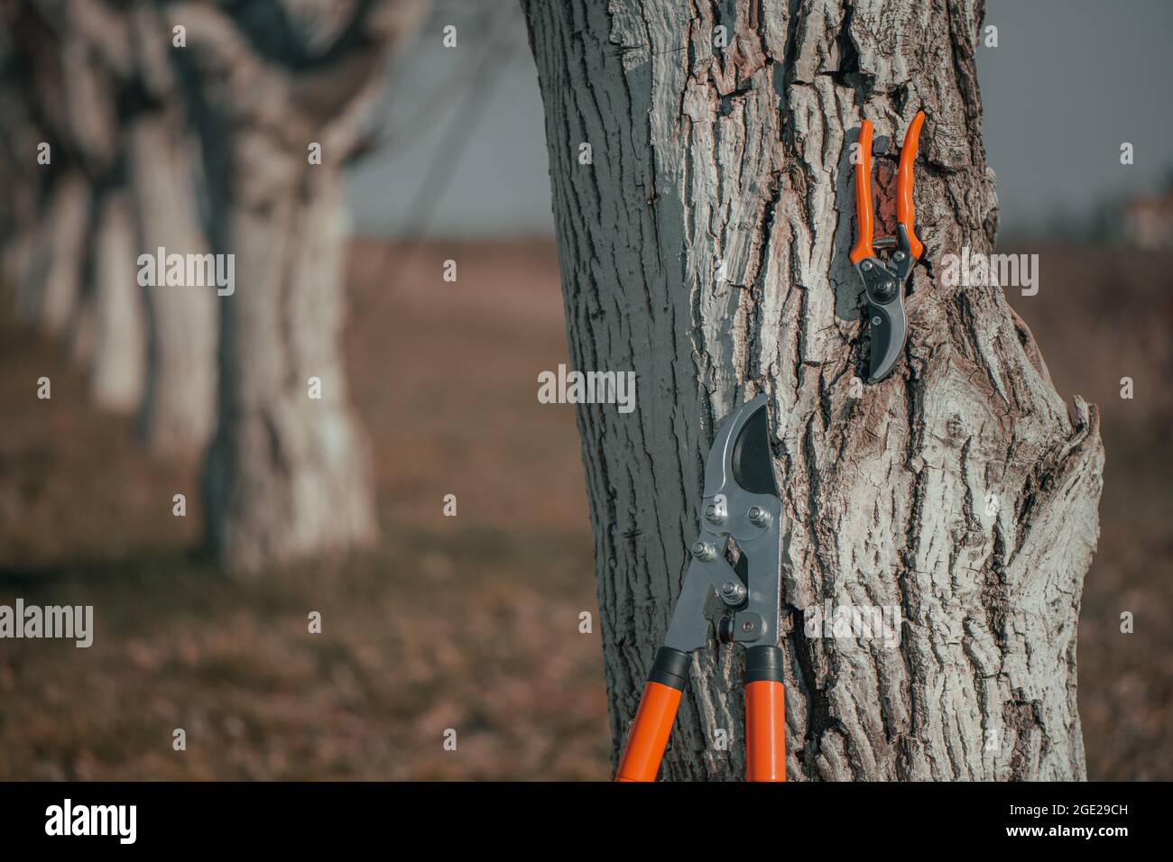 Pruning shears and telescopic ratchet bypass lopper leaning on to ...