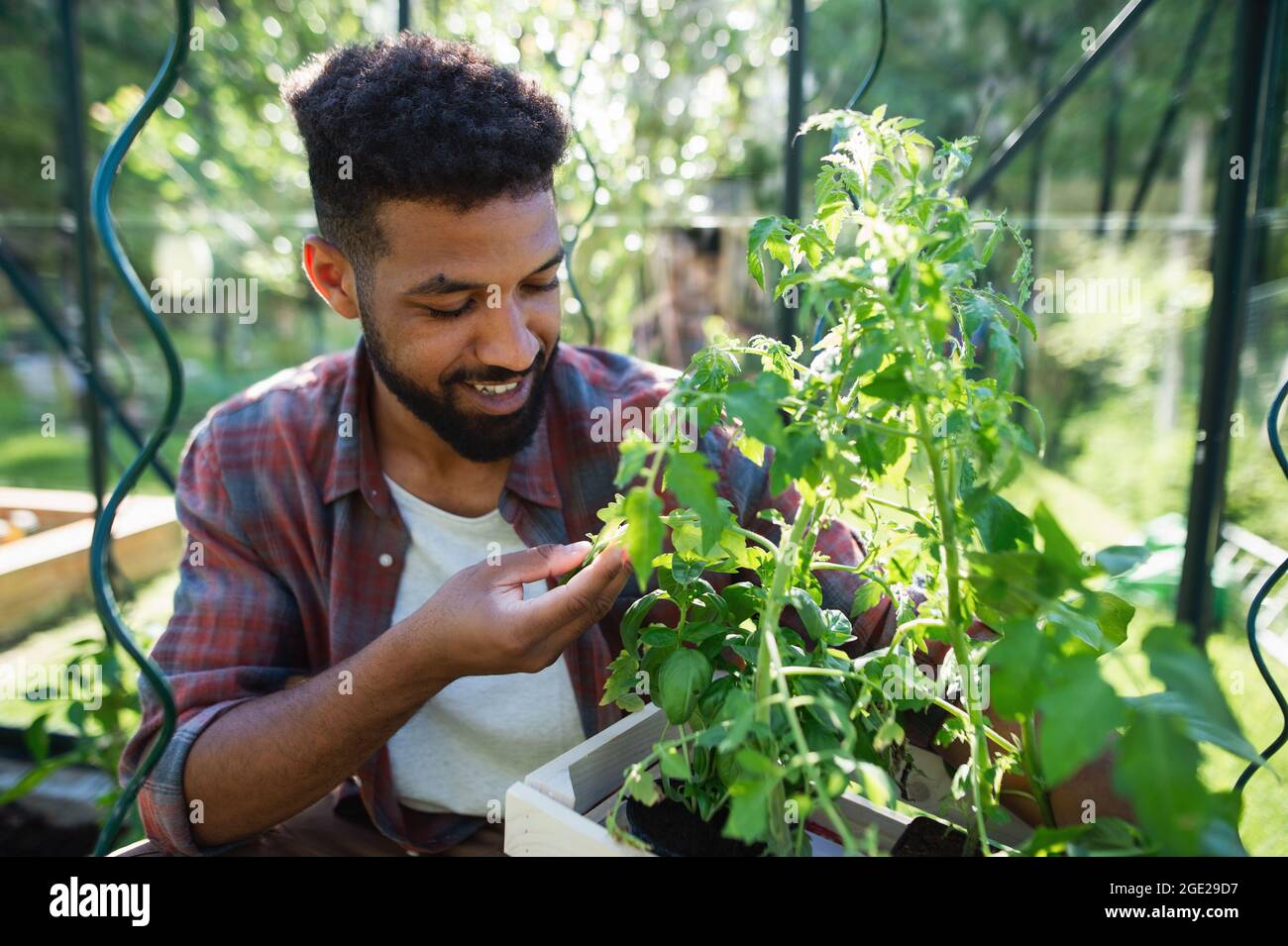 Happy young man working outdoors in backyard, gardening and greenhouse ...