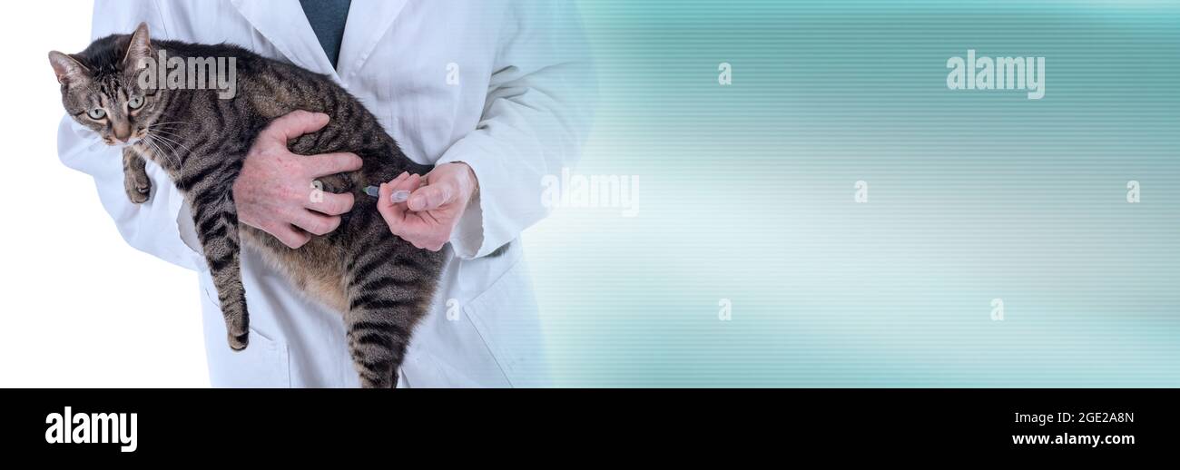 Veterinarian giving an injection to a cat. panoramic banner Stock Photo ...