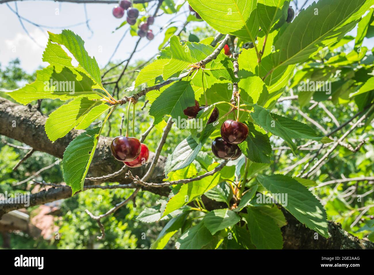 Ripe cherry fruits in the tree canopy, on a plantation Stock Photo - Alamy