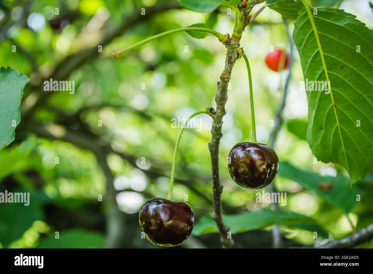 Ripe cherry fruits in the tree canopy, on a plantation Stock Photo - Alamy