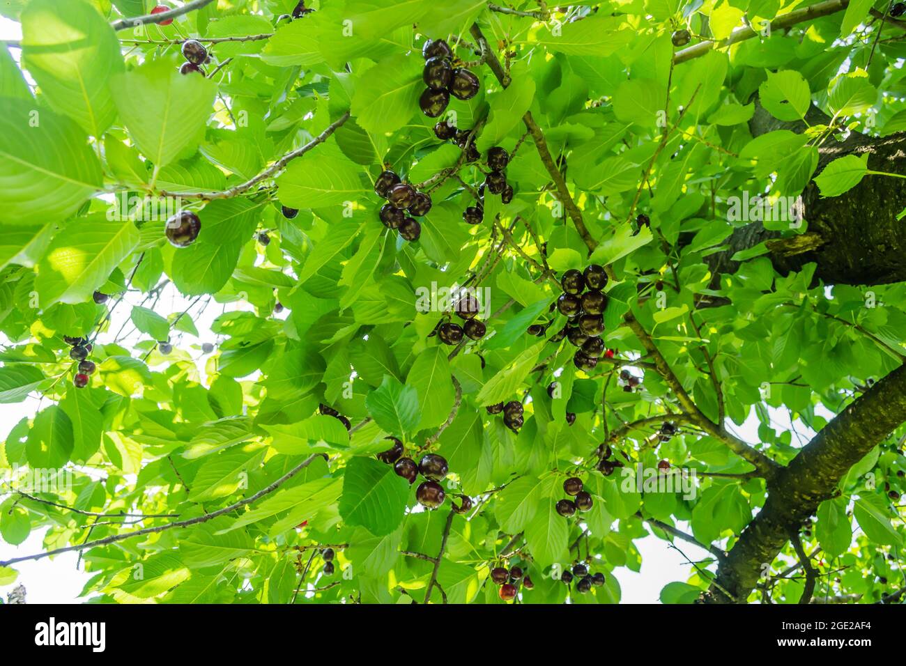 Ripe cherry fruits in the tree canopy, on a plantation Stock Photo - Alamy
