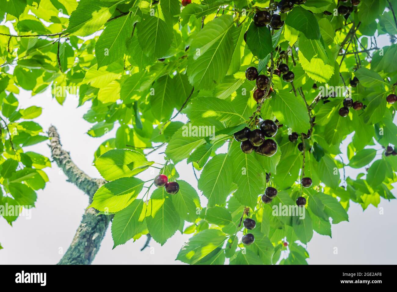 Ripe cherry fruits in the tree canopy, on a plantation Stock Photo - Alamy