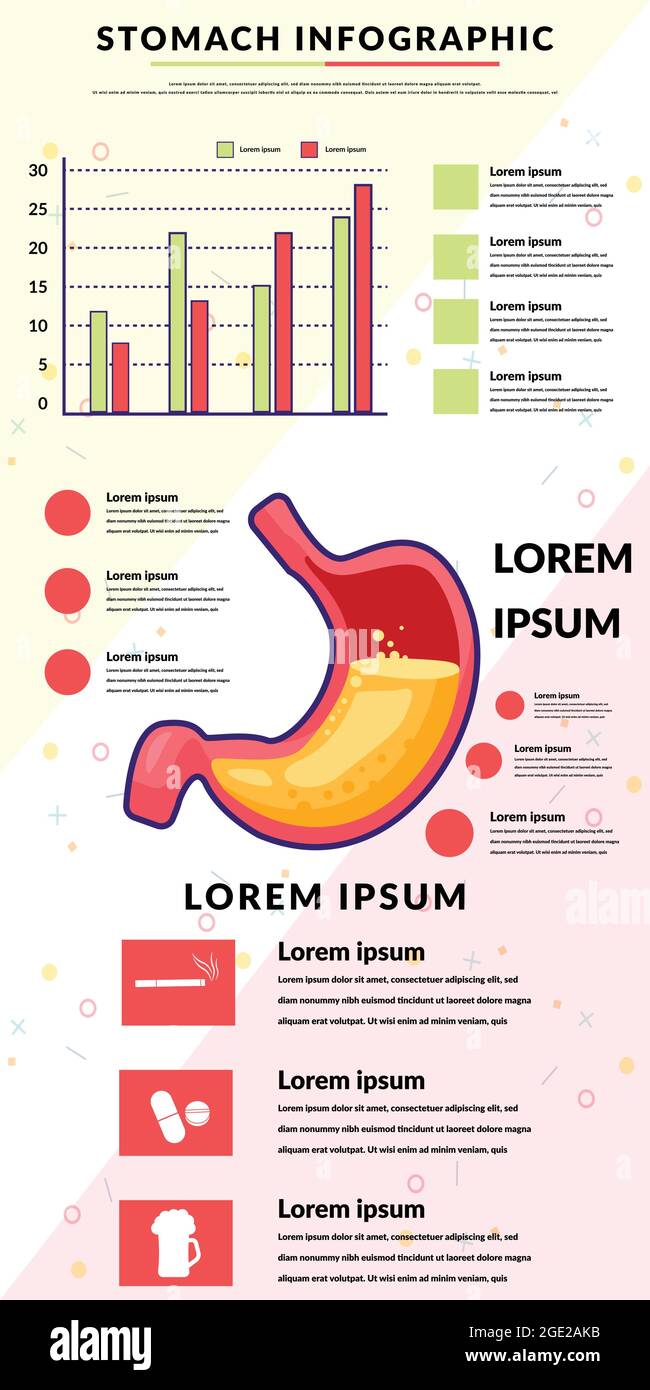 stomach organ infographic vector template concept with chart and other ...