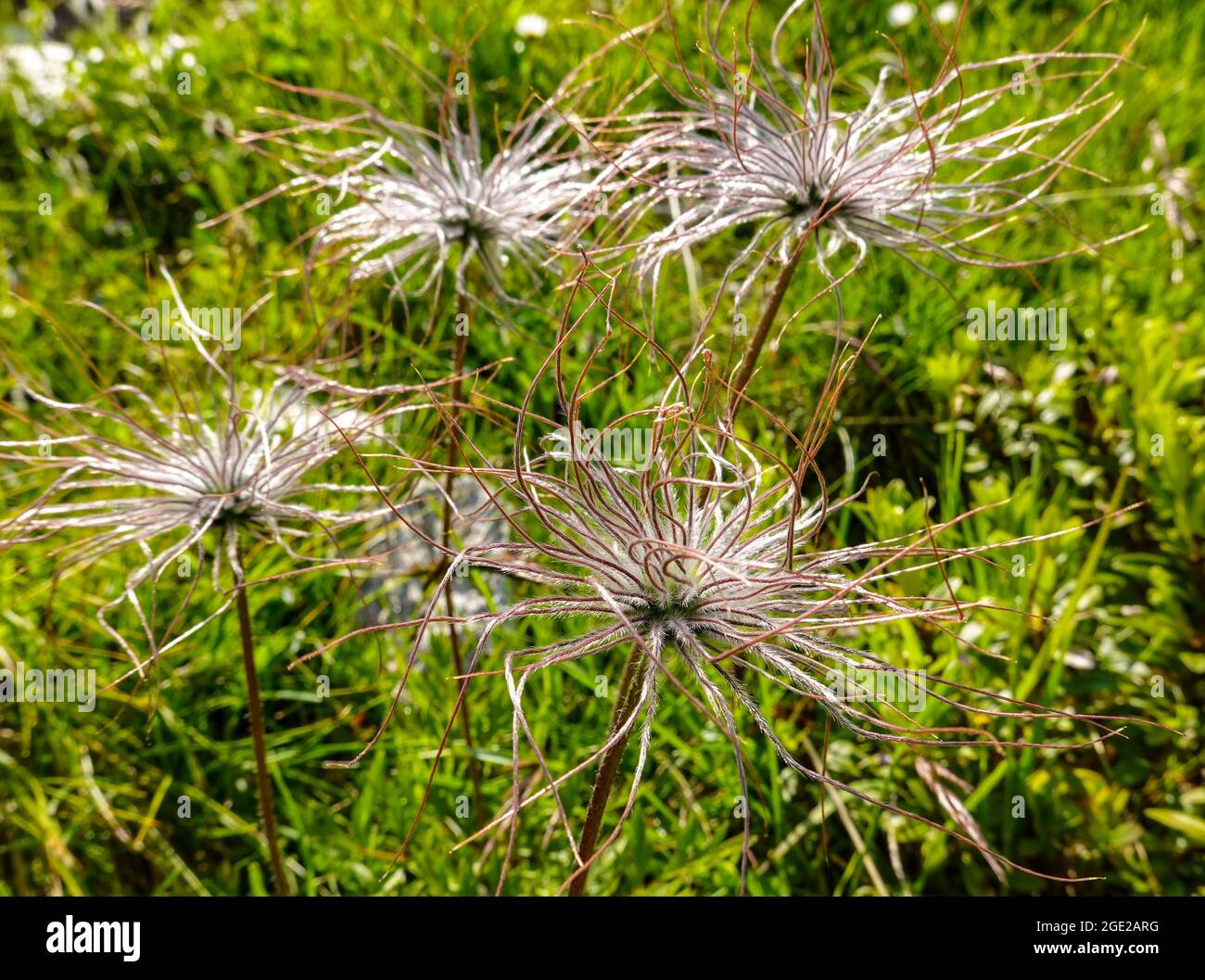 Alpine pasque flower hi-res stock photography and images - Alamy