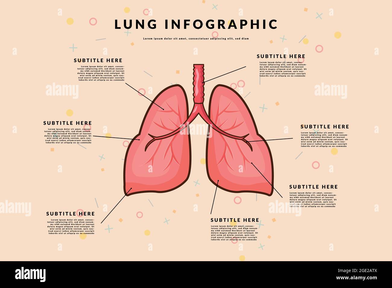 lung organ infographic vector template concept with simple layout Stock Vector Image & Art - Alamy