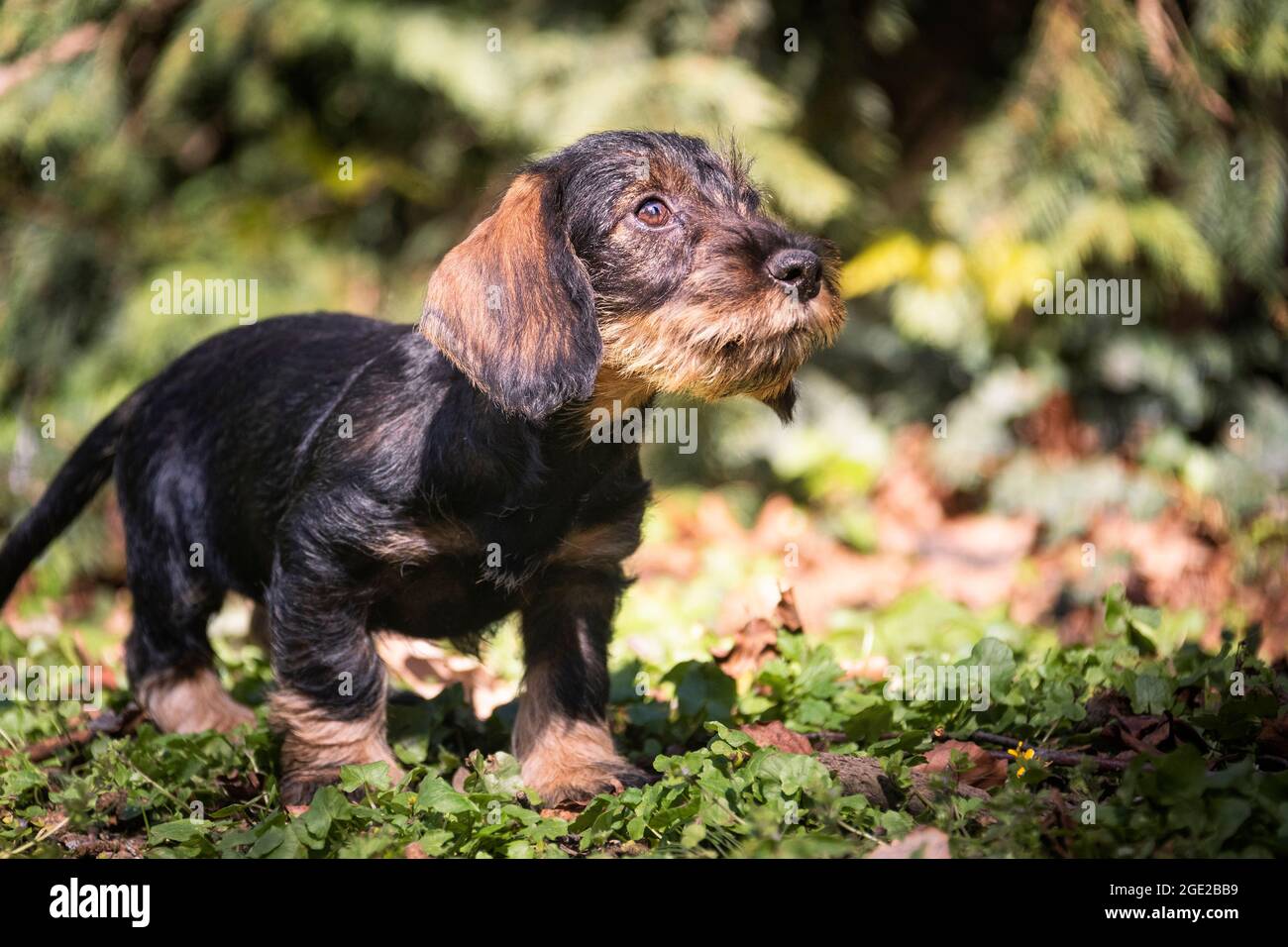 Wire-haired Dachshund. Puppy (3 month old) standing in vegetation ...