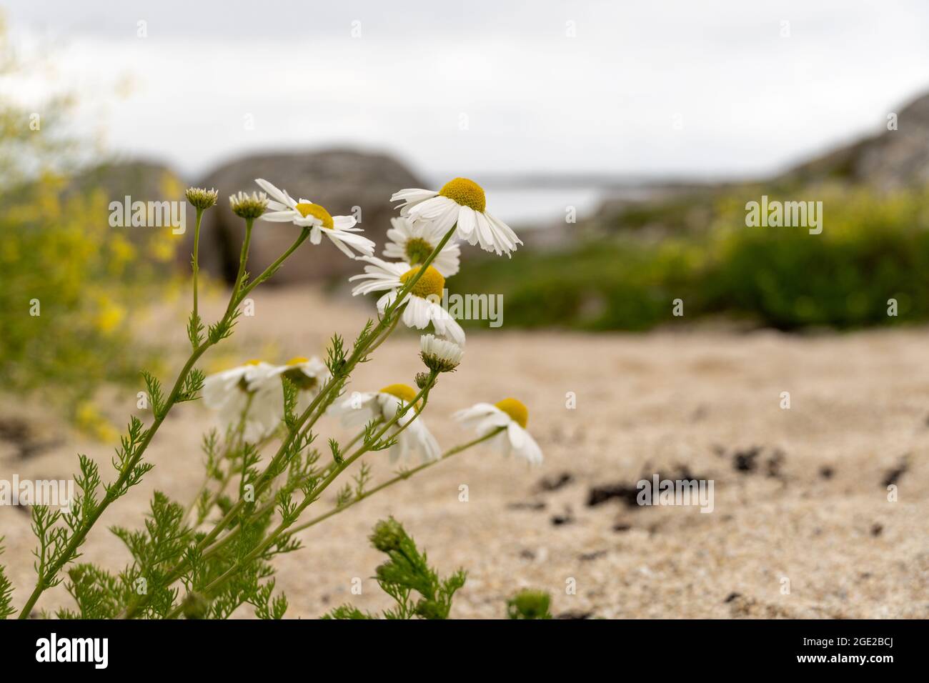 Blooming Daisy flowers in Coral Strand Beach Galway, Ireland Stock ...
