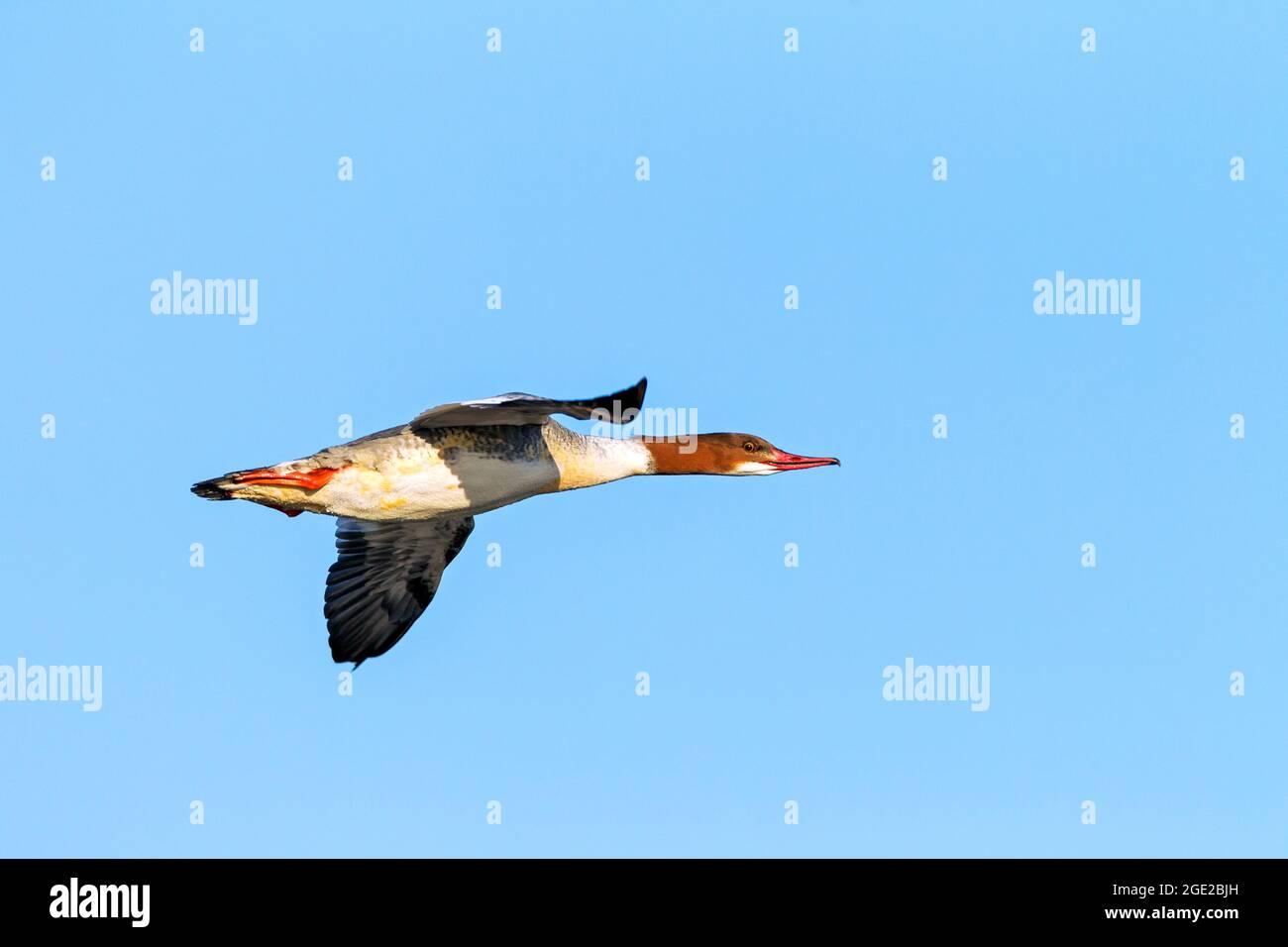 Common Merganser, Goosander (Mergus merganser), female in flight ...