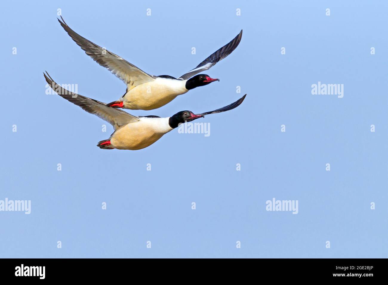 Common Merganser, Goosander (Mergus merganser). Two males in flight ...