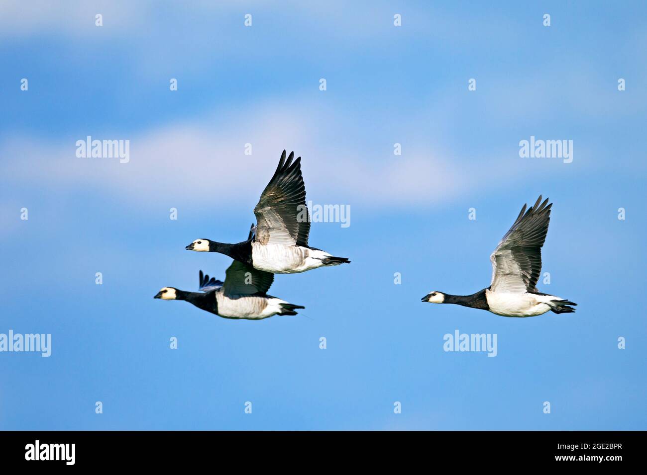 Three goose hi-res stock photography and images - Alamy