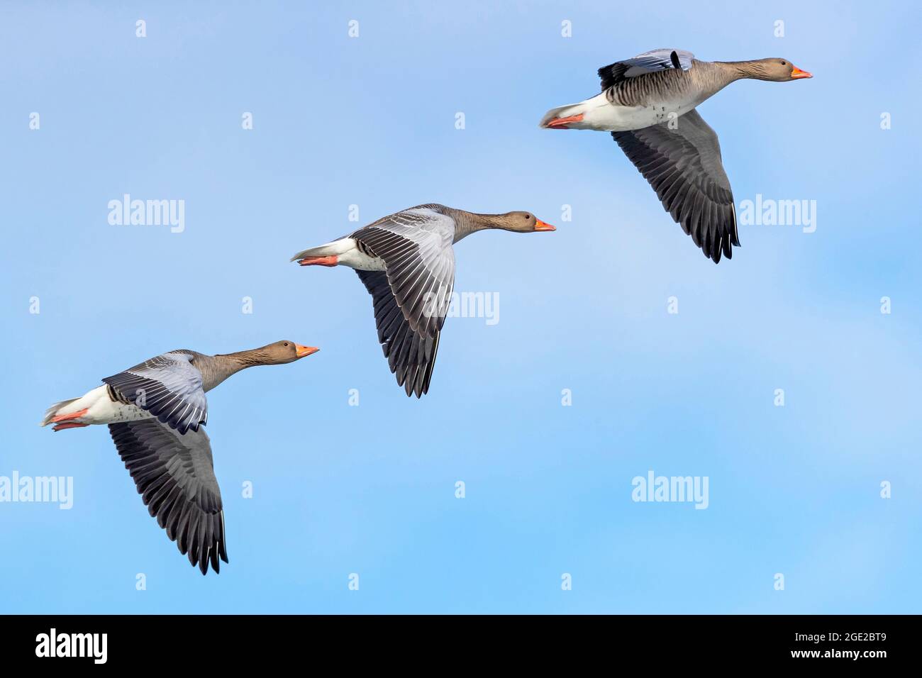 Three goose hi-res stock photography and images - Alamy