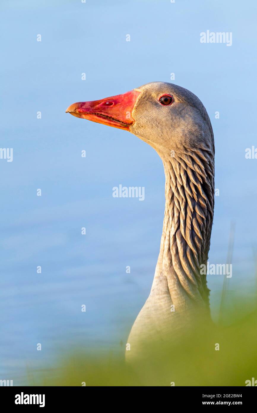 Graylag Goose, Greylag Goose (Anser anser), portrait of adult Stock ...