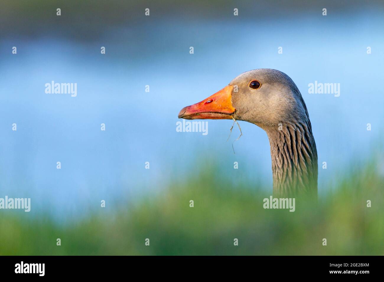 Graylag Goose, Greylag Goose (Anser anser), portrait of adult Stock ...
