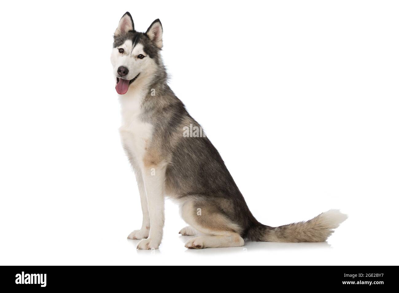Husky dog isolated on white background Stock Photo - Alamy