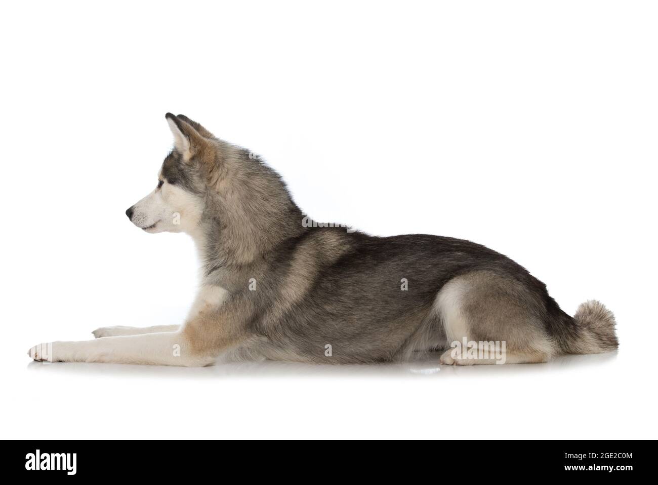 Husky dog isolated on white background Stock Photo - Alamy