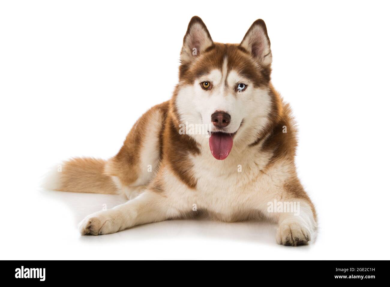 Husky dog isolated on white background Stock Photo - Alamy