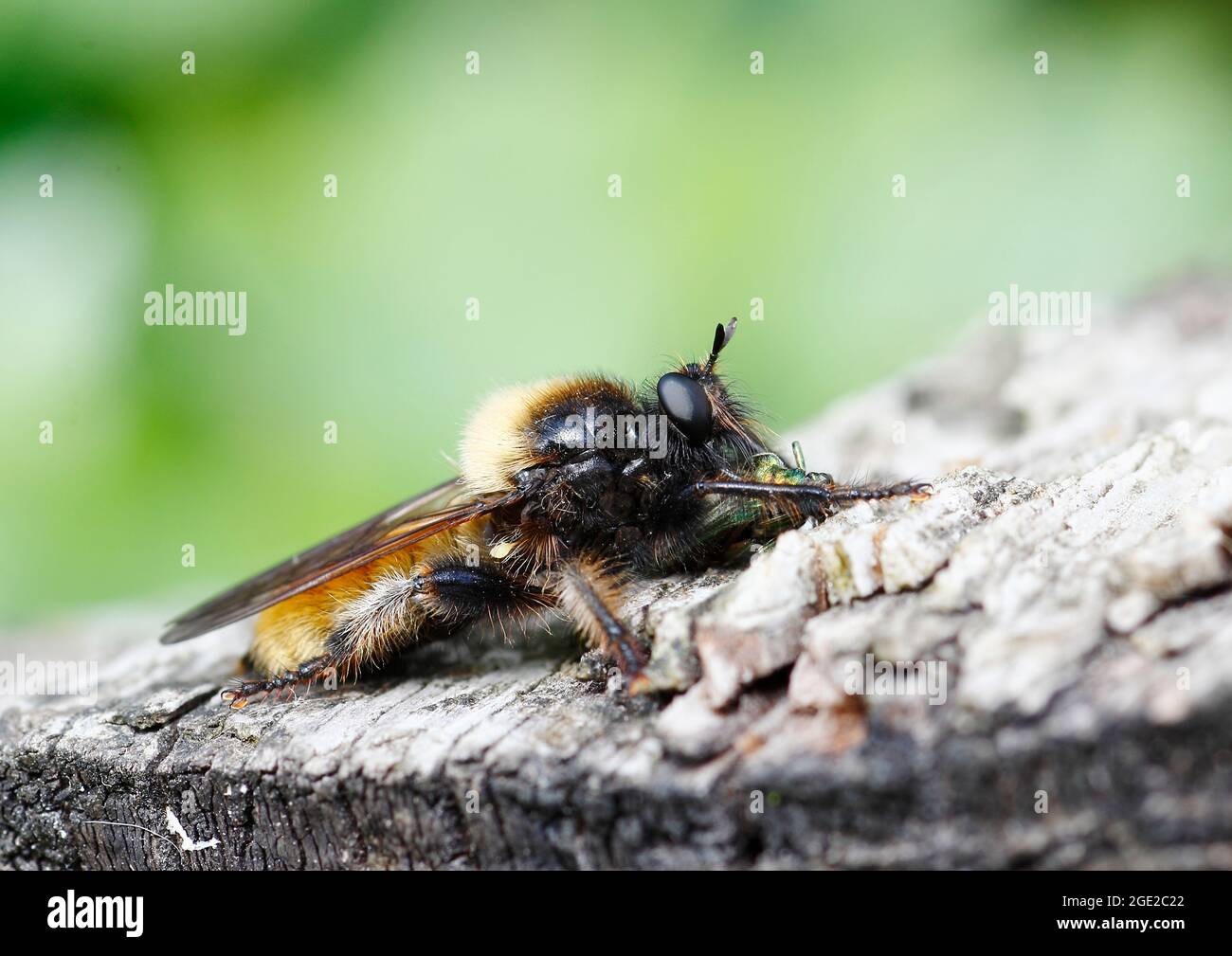 Yellow Robber Fly (Laphria flava) sucks out an insect. Germany Stock ...