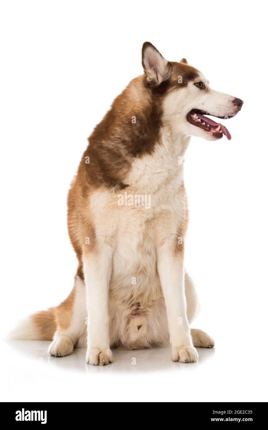 Husky dog isolated on white background Stock Photo - Alamy
