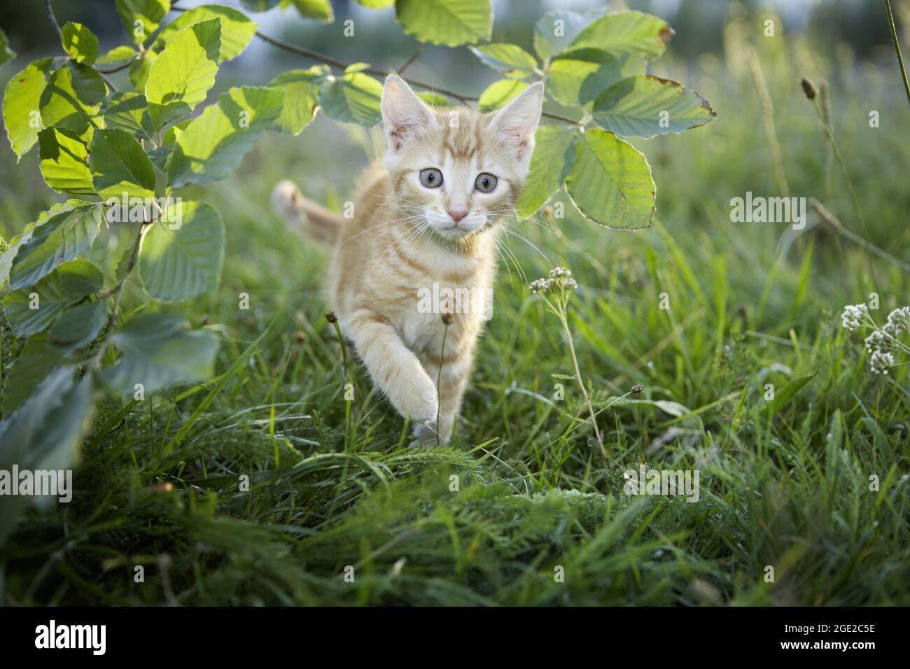 Domestic cat. Tabby kitten walking in a meadow, under a beech twig ...