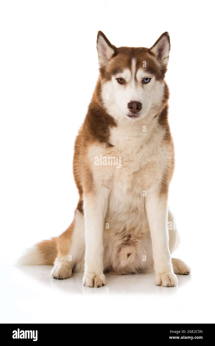 Husky dog isolated on white background Stock Photo - Alamy