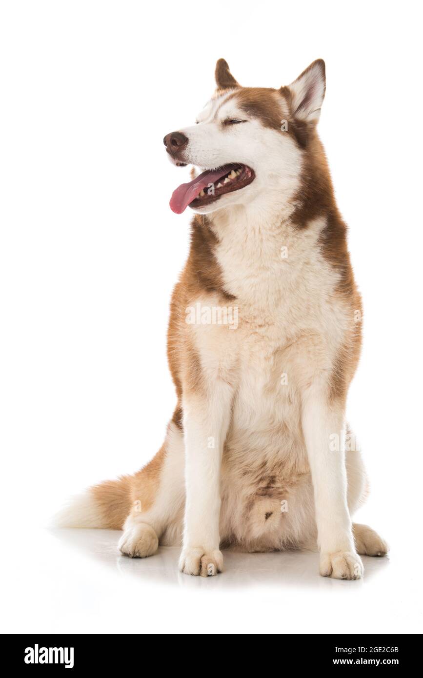 Husky dog isolated on white background Stock Photo - Alamy
