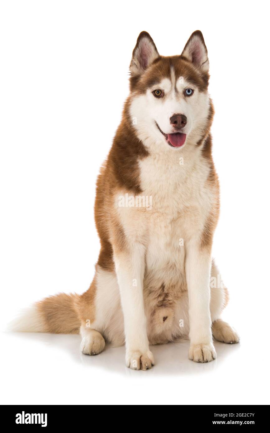 Husky dog isolated on white background Stock Photo - Alamy