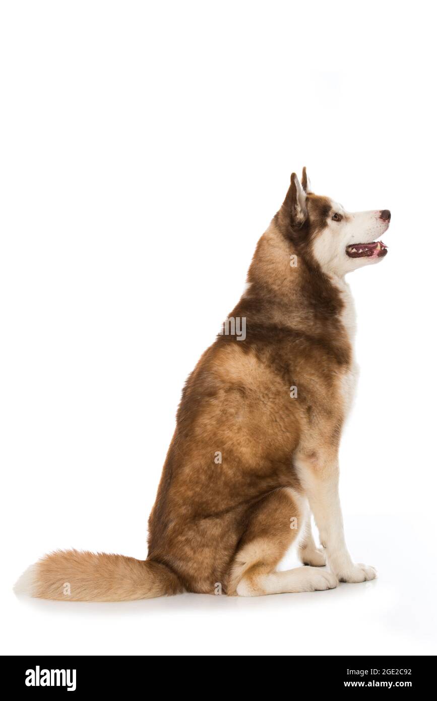 Husky dog isolated on white background Stock Photo - Alamy