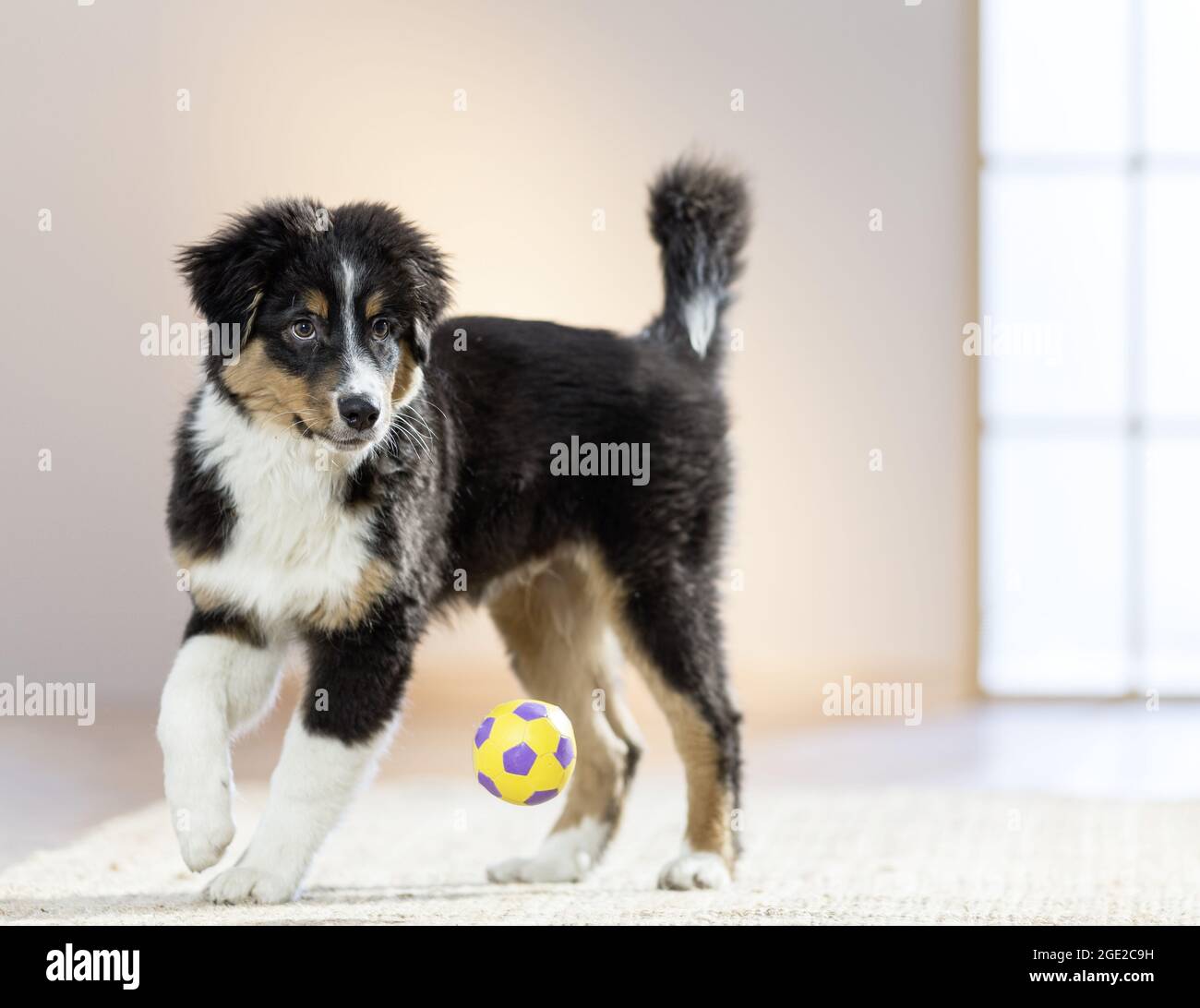 Australian shepherd puppy playing hi-res stock photography and images ...