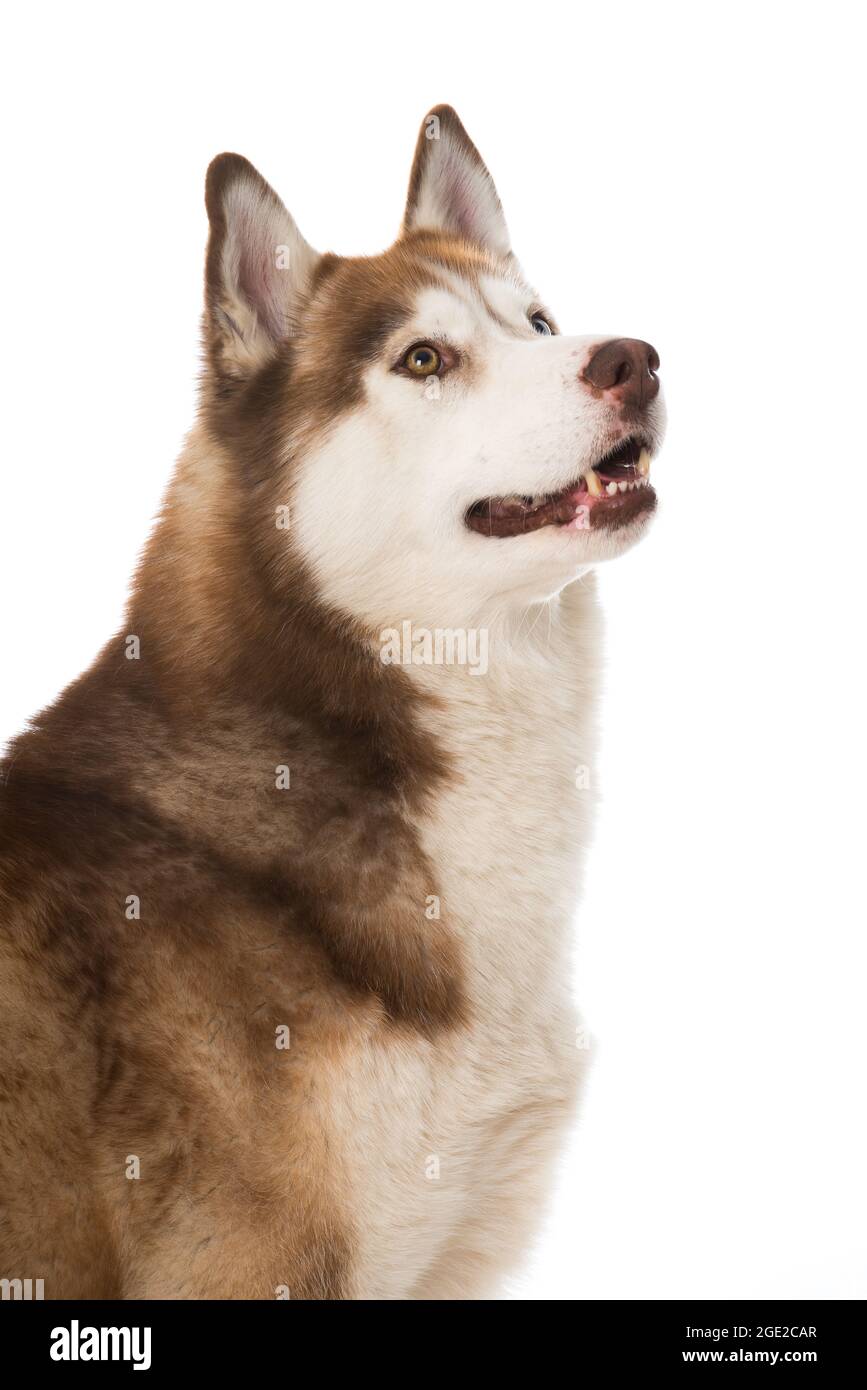 Husky dog isolated on white background Stock Photo - Alamy
