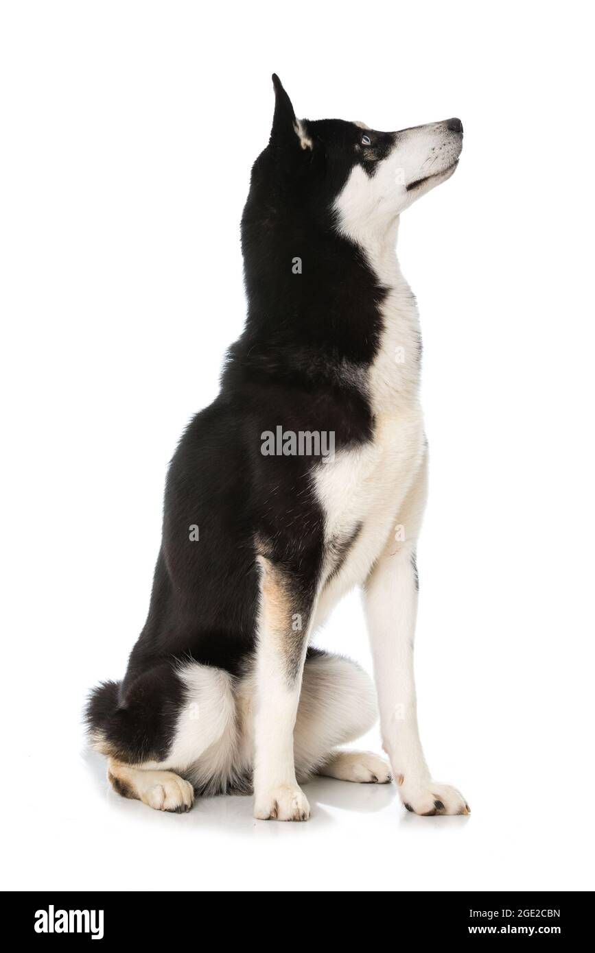 Husky dog isolated on white background Stock Photo - Alamy