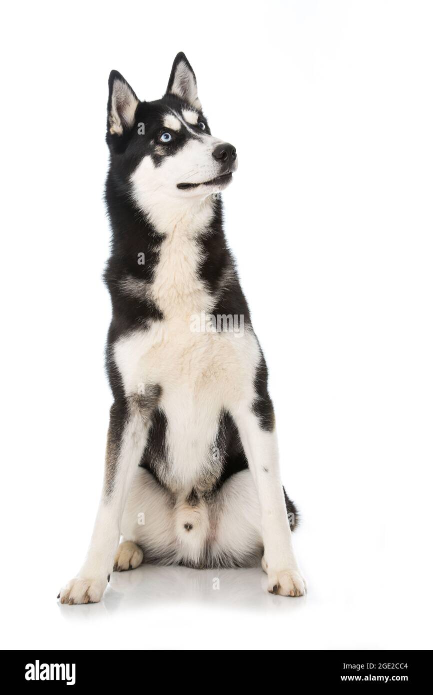 Husky dog isolated on white background Stock Photo - Alamy