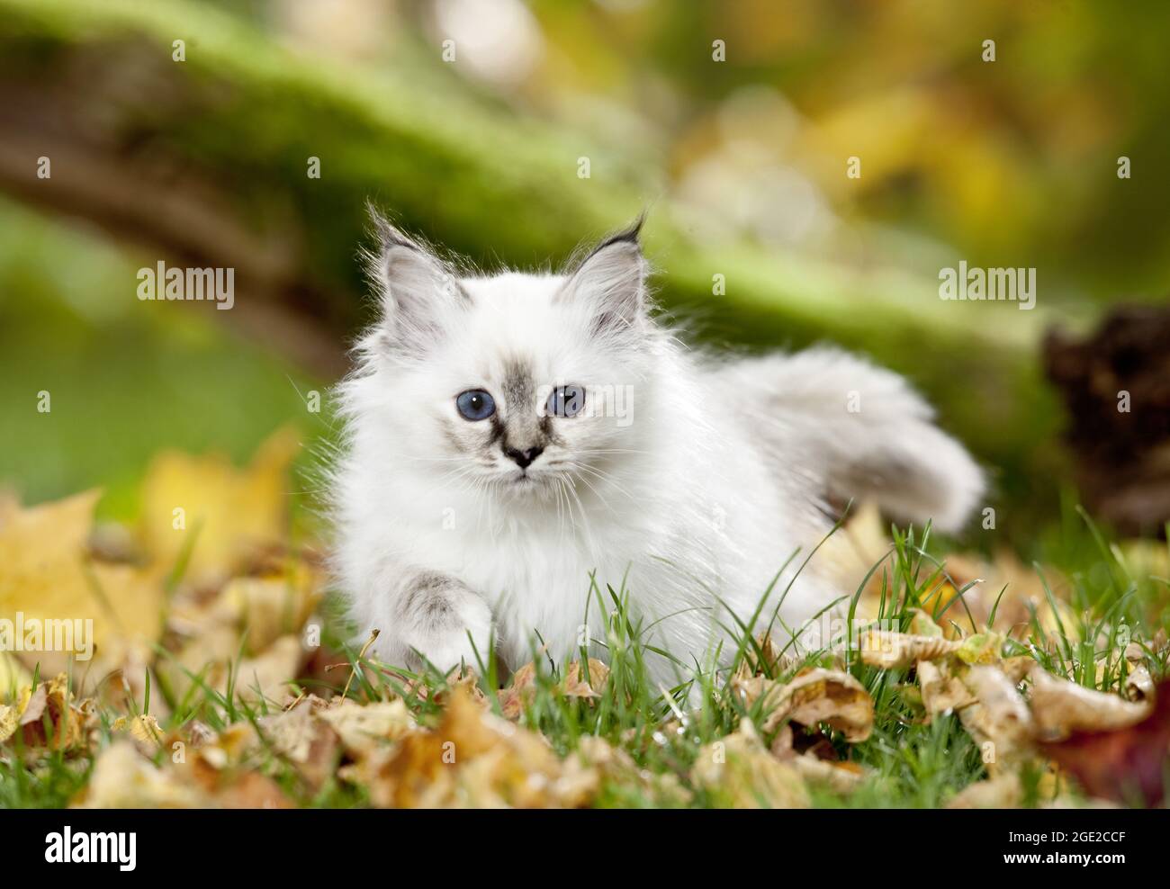 Kitten litter hi-res stock photography and images - Alamy