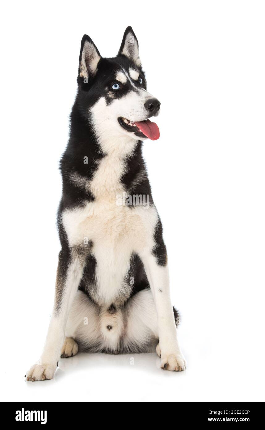 Husky dog isolated on white background Stock Photo - Alamy