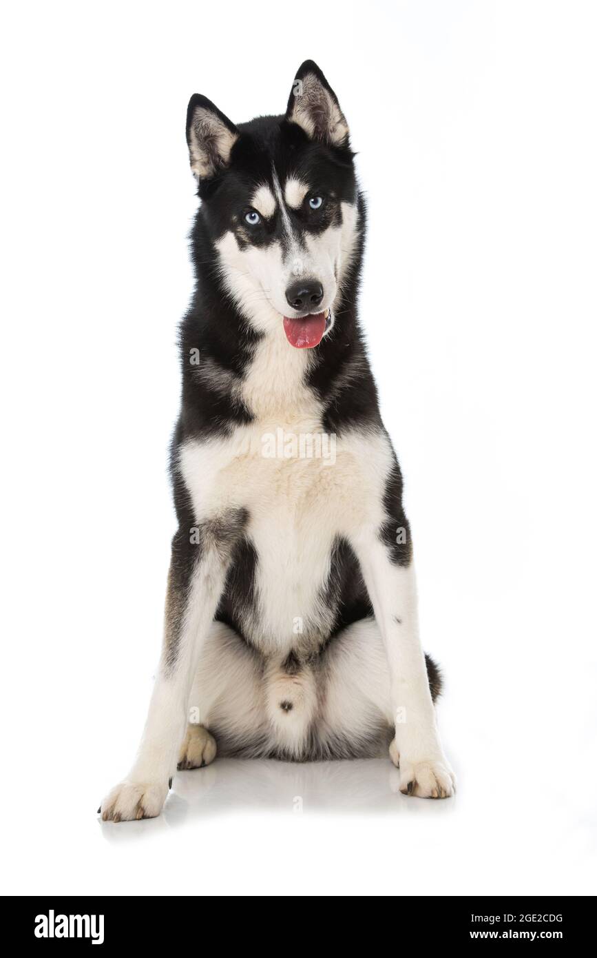 Husky dog isolated on white background Stock Photo - Alamy