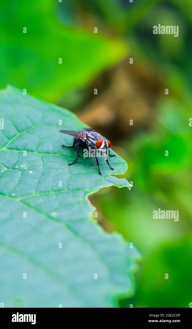 The fly with a water bubble on a green leaf, macro photography. Single ...