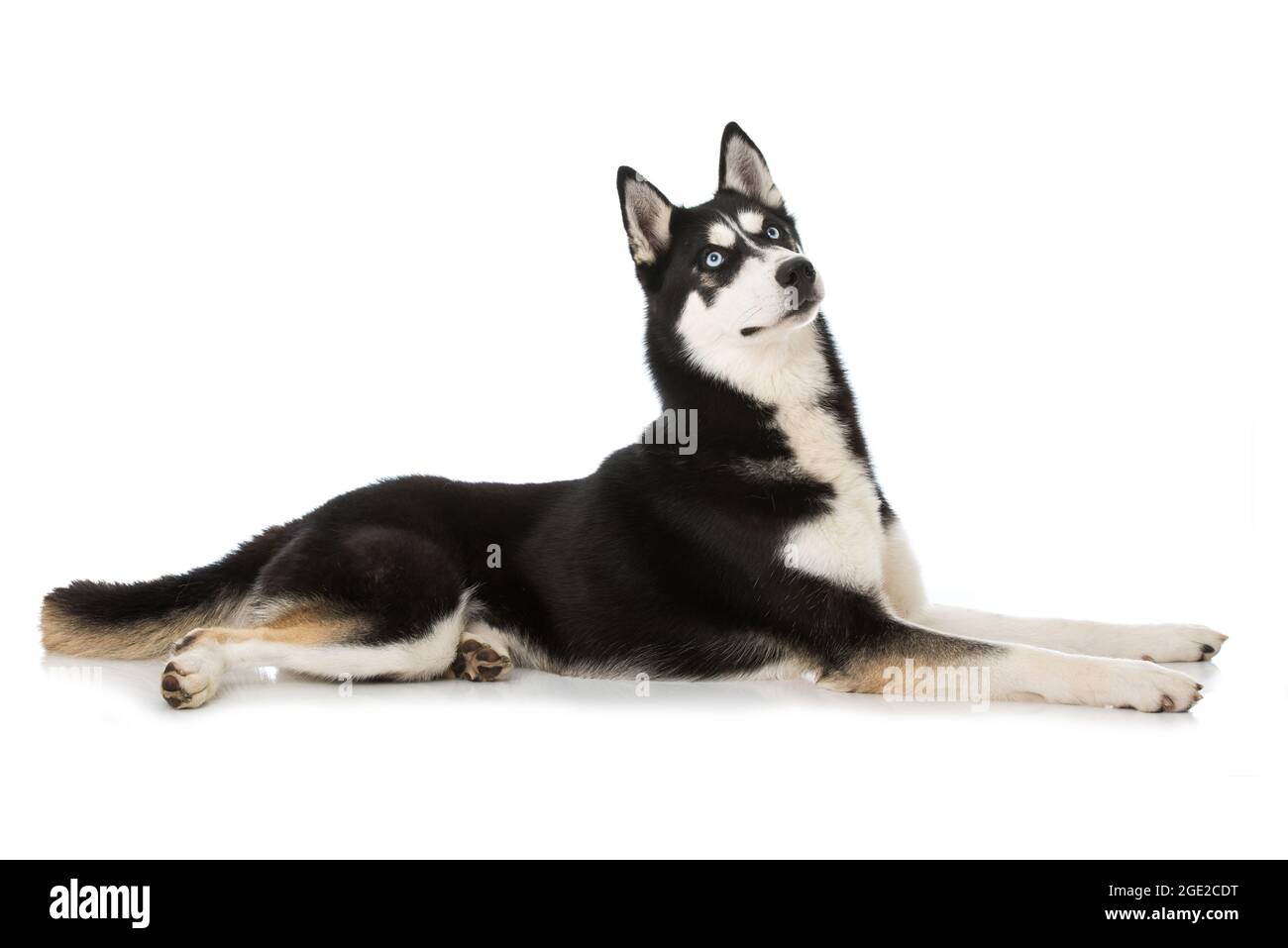 Husky dog isolated on white background Stock Photo - Alamy