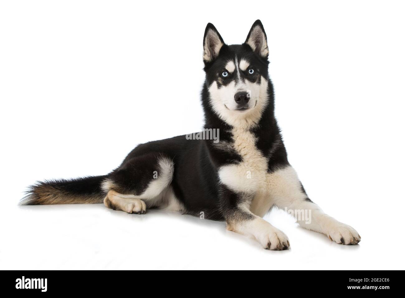 Husky dog isolated on white background Stock Photo - Alamy