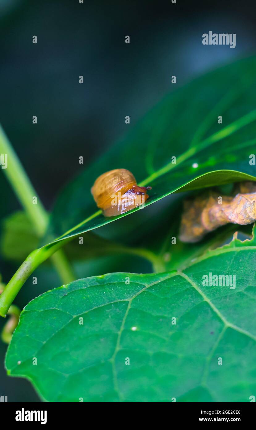 Garden snail (Helix asperse) on green leaf isolated. Save Earth concept ...