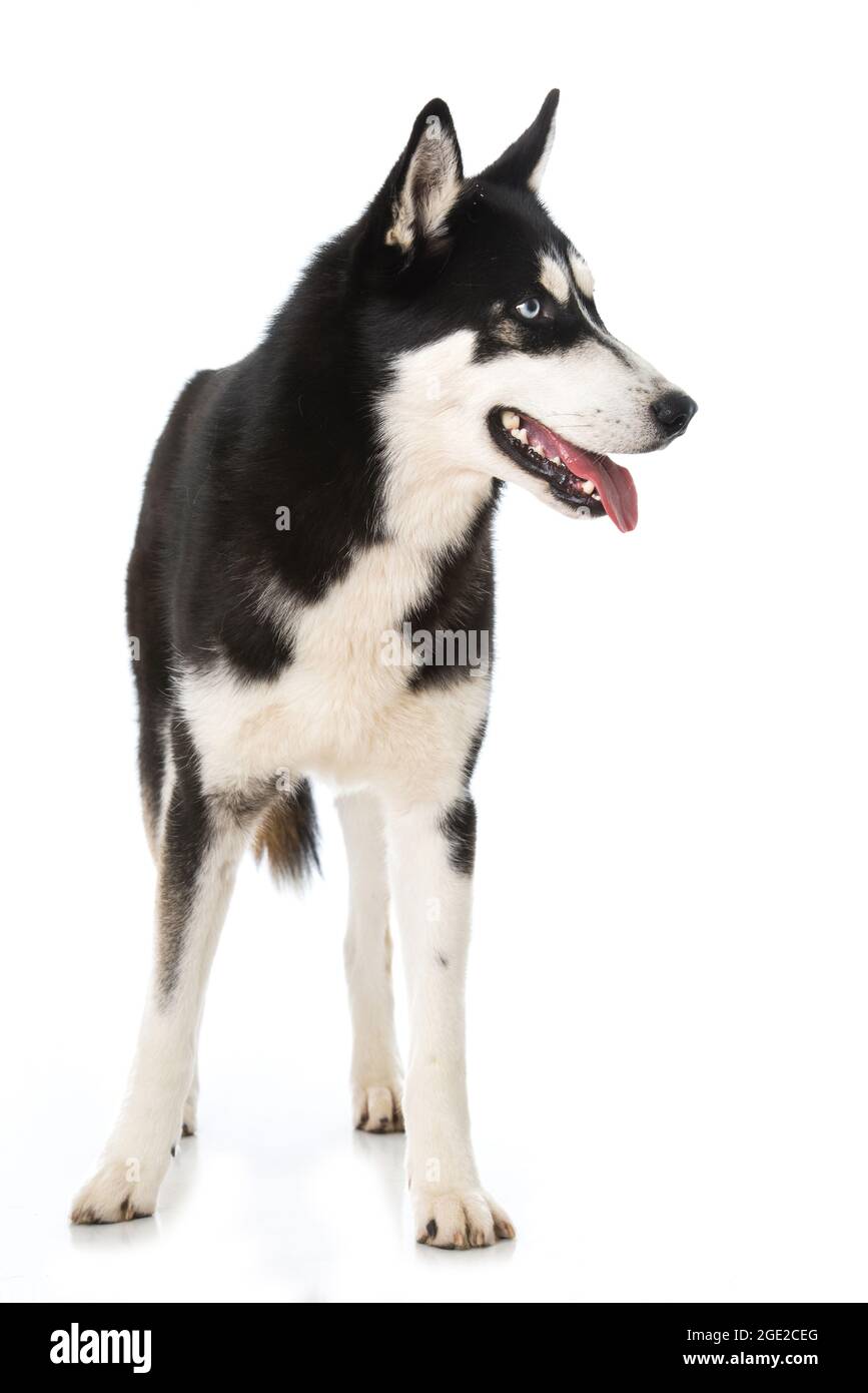 Husky dog isolated on white background Stock Photo - Alamy