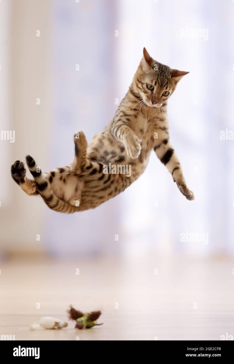Bengal cat. A playing kitten in landing approach. Germany Stock Photo ...