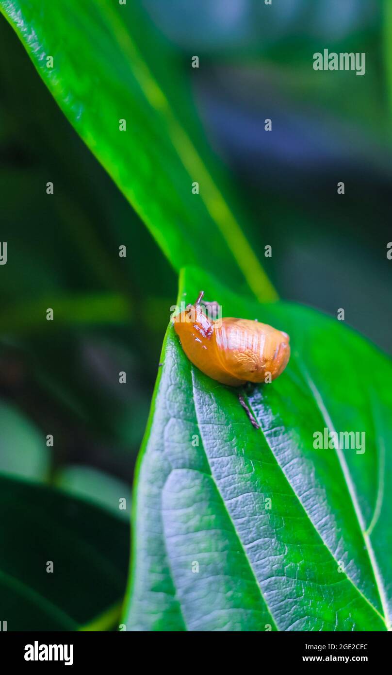 Garden snail (Helix asperse) on green leaf isolated. Save Earth concept ...
