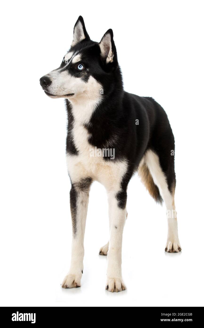 Husky dog isolated on white background Stock Photo - Alamy